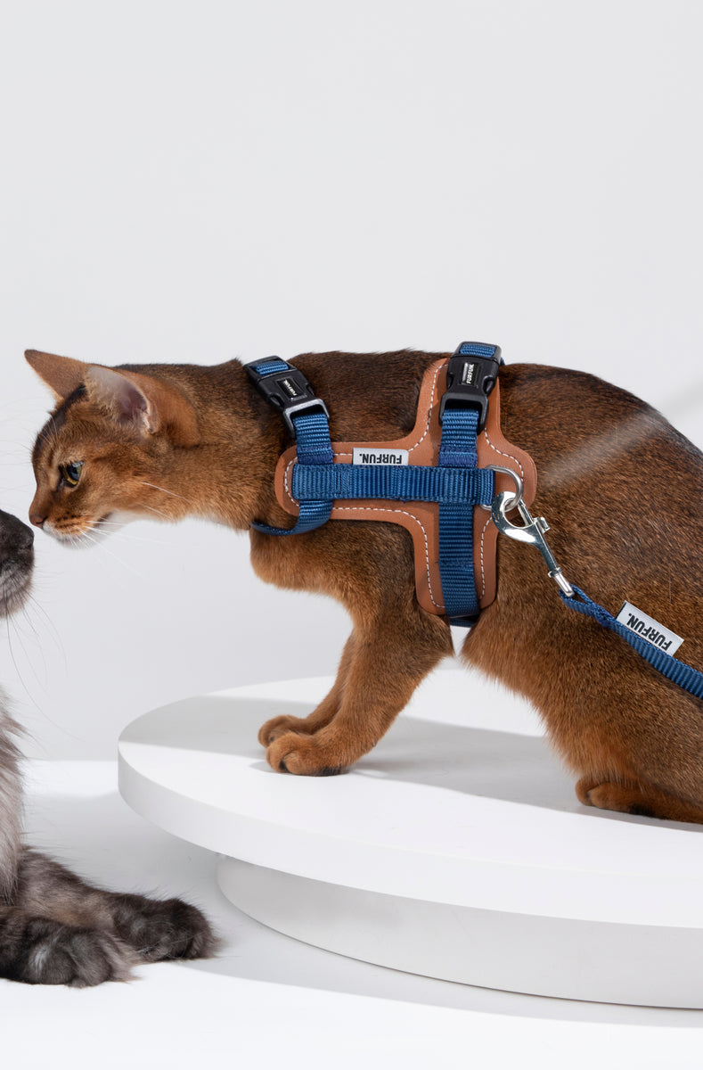 Cat Harness | Petsafe Cat Harness in Blue Color | Fur Fun – Furfun Canada